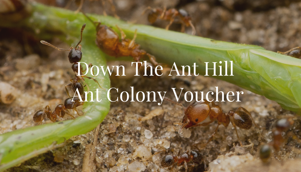 Get a Live Ant Colony Voucher! – Canada Ant Colony