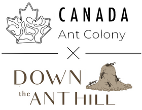 Canadian Ants in Stock – Canada Ant Colony