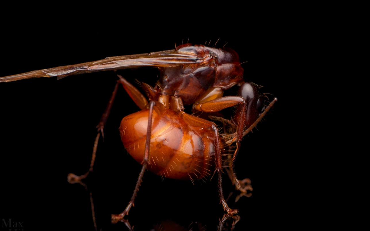 Camponotus americanus (American Carpenter Ant) – Canada Ant Colony
