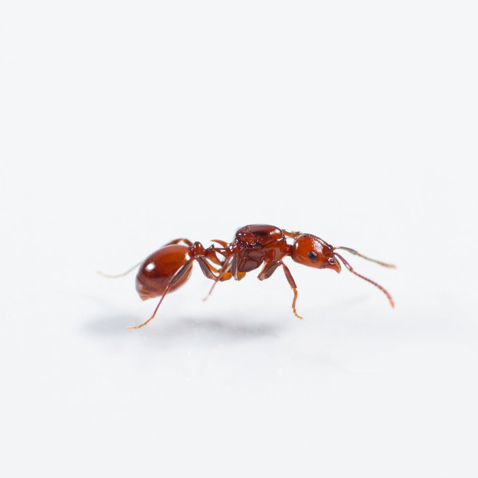 All Ants For Sale – Canada Ant Colony