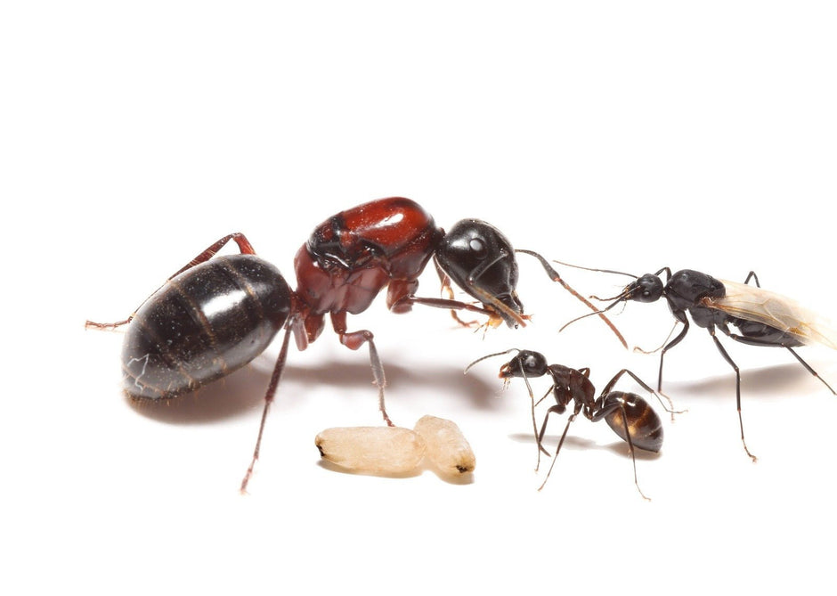 Canadian Ants in Stock – Canada Ant Colony