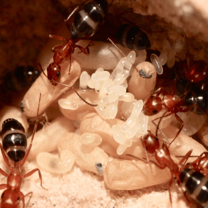 Bicolor Carpenter Ant (Camponotus sayi) | Ants for Sale – Canada Ant Colony