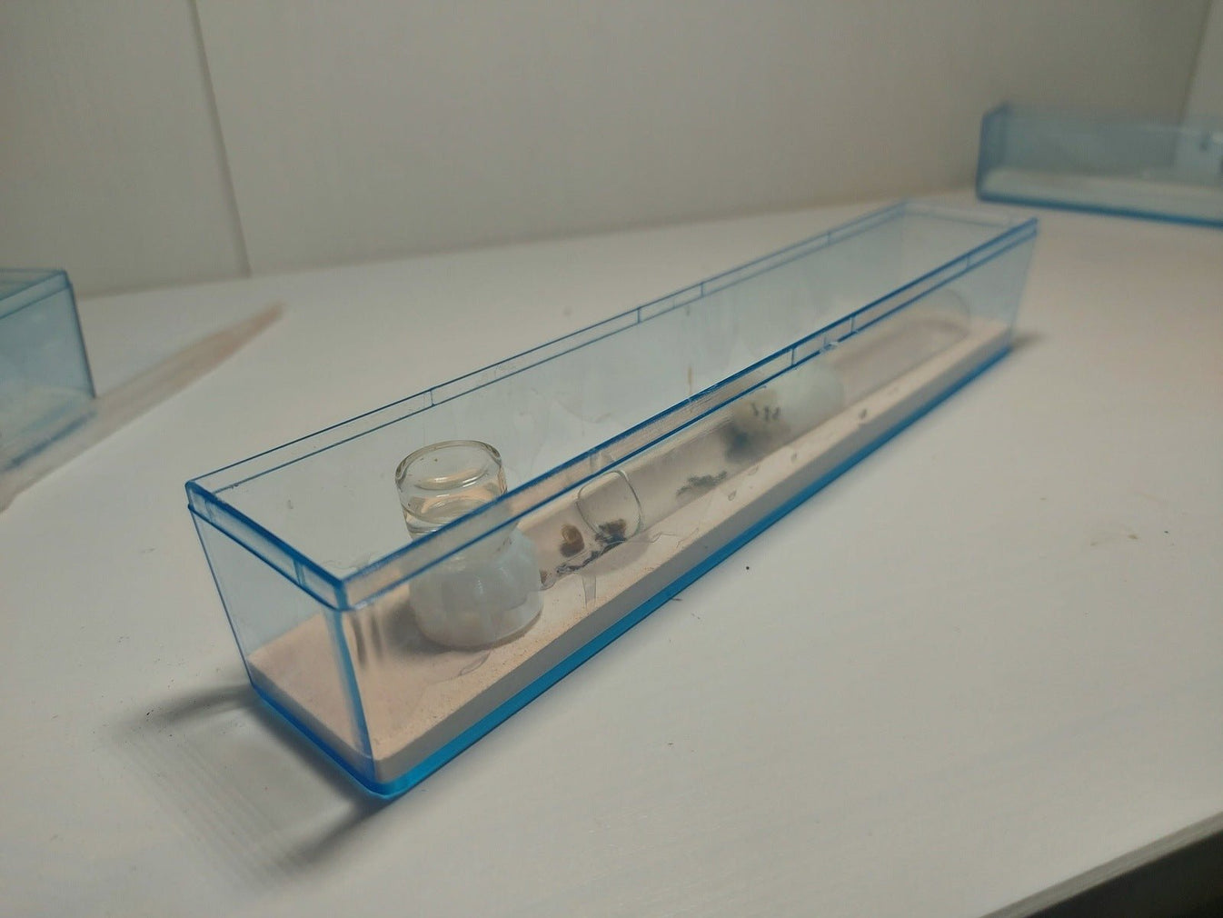 Canada Ant Colony Test Tube Outworlds