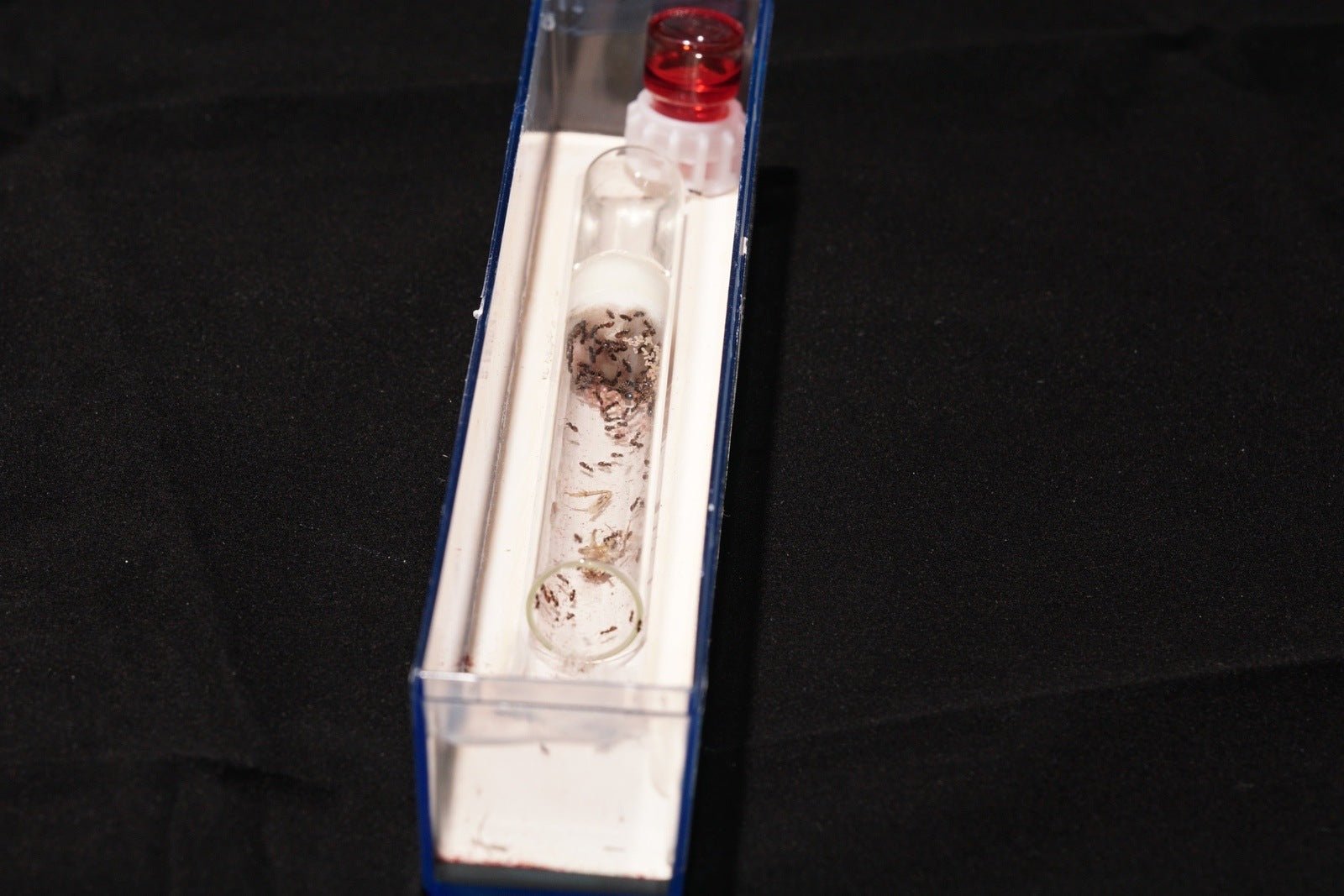 Canada Ant Colony Test Tube Outworlds