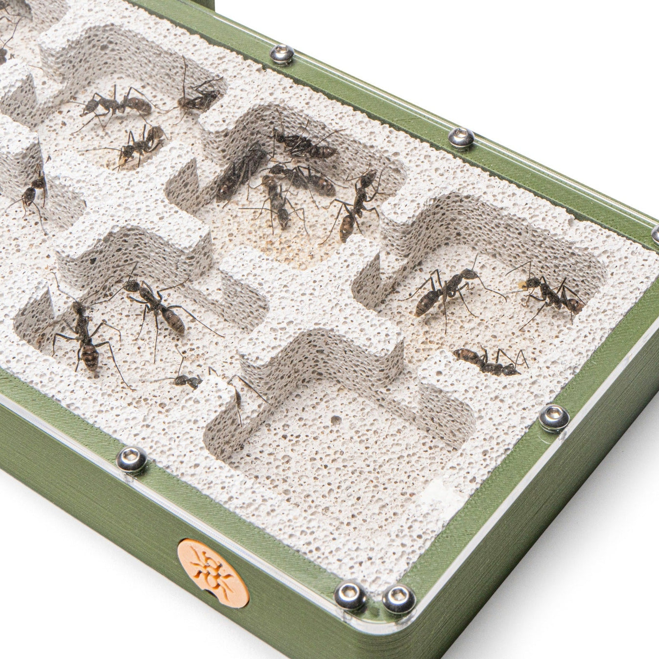 Esthetic Ants: Large Ytong - Type B – Canada Ant Colony
