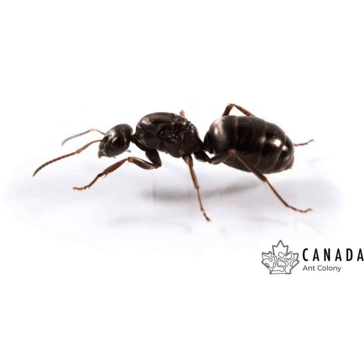 Silky Field Ant (Formica subsericea) | Ants for Sale – Canada Ant Colony