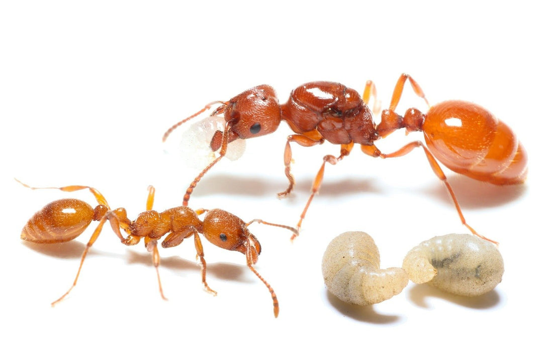 Hunter's Ruby Ant (Manica hunteri) | Ants for Sale – Canada Ant Colony