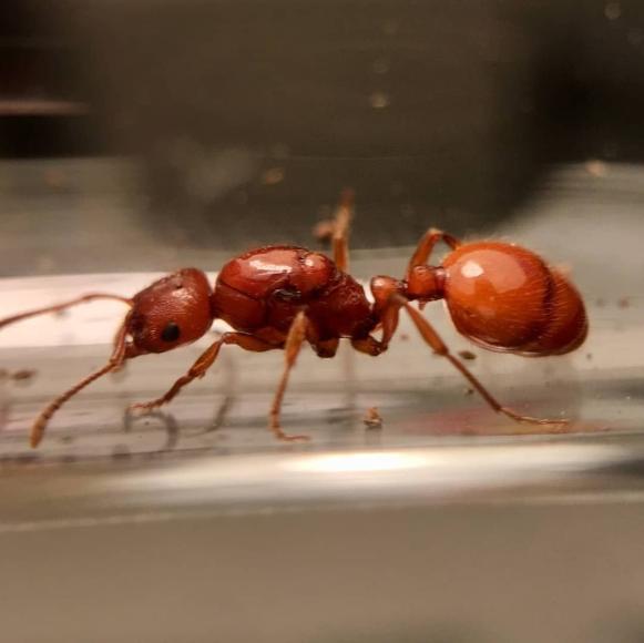 Hunter's Ruby Ant (Manica hunteri) | Ants for Sale – Canada Ant Colony