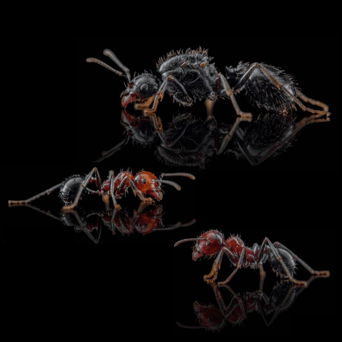 Bicolor Harvester Ant (Messor minor hesperius) | Ants for Sale – Canada ...