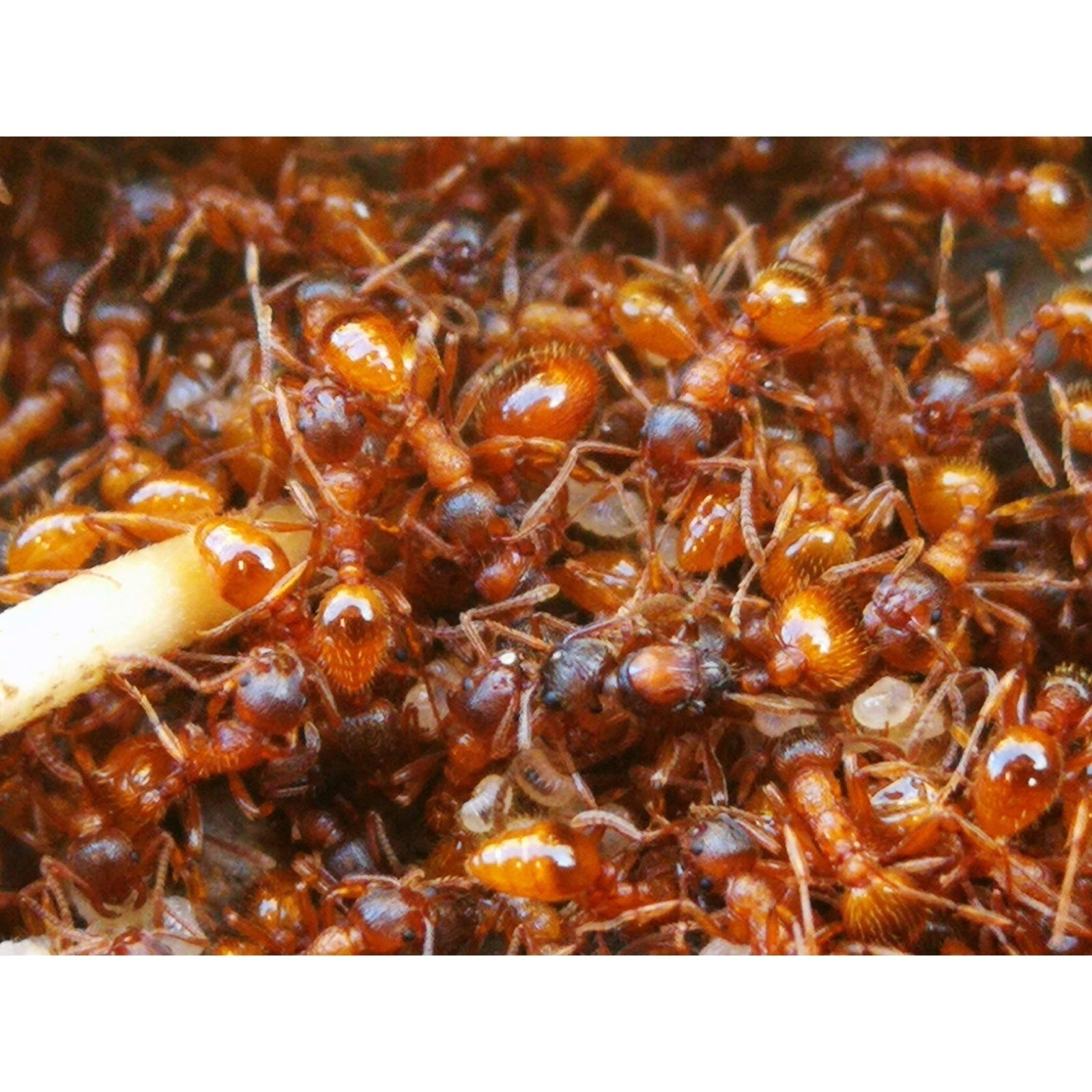 European Fire Ant (Myrmica rubra) | Ants for Sale – Canada Ant Colony