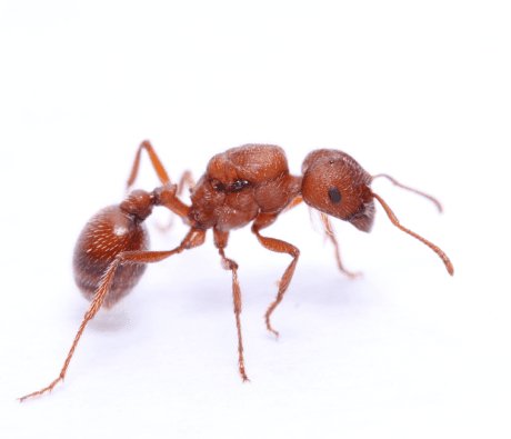 Western Harvester Ant (Pogonomyrmex occidentalis) | Ants for Sale ...