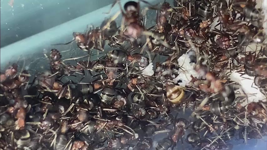 Red Wood Ant (Formica integra) | Ants for Sale – Canada Ant Colony