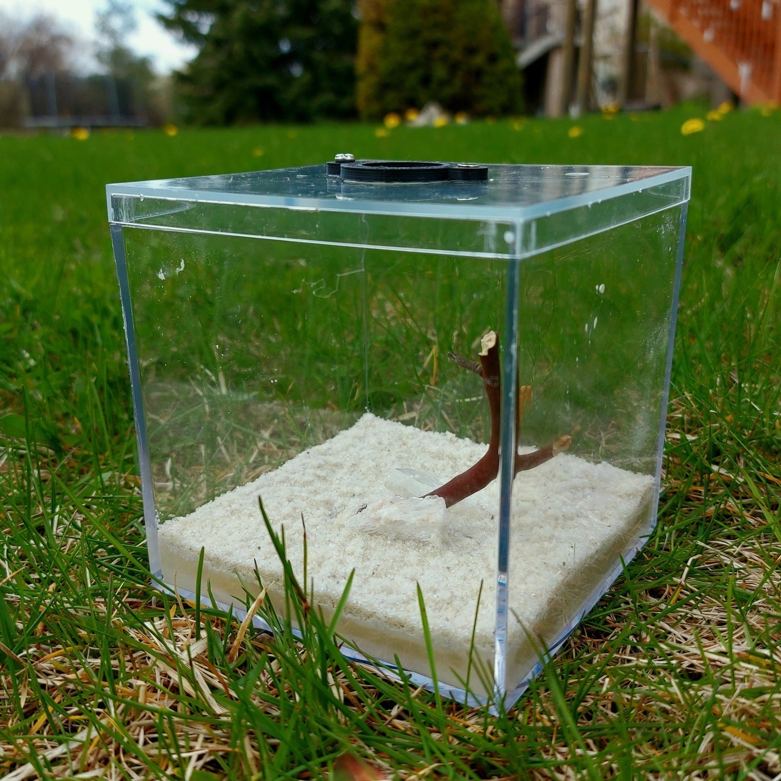 Outworlds for Ants – Canada Ant Colony
