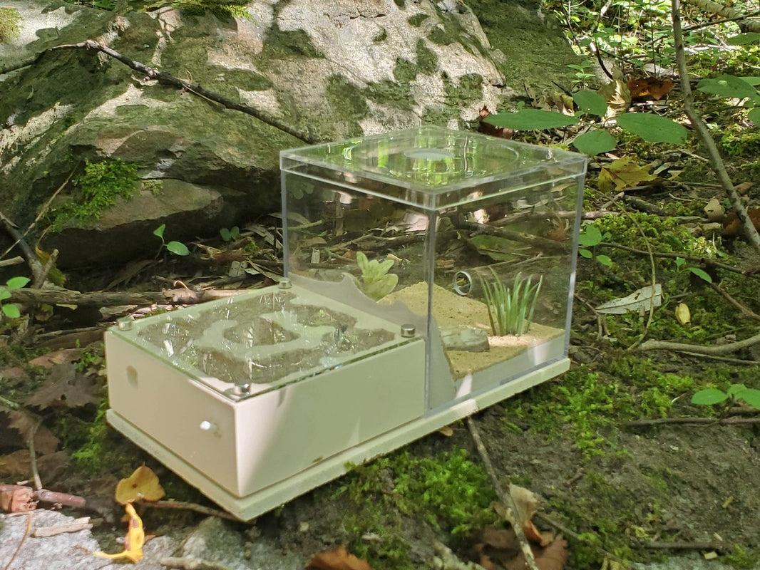 Formicaria – Canada Ant Colony