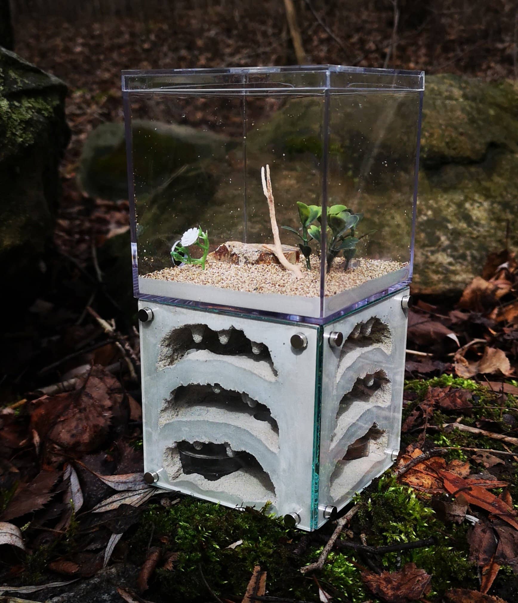 Formicaria – Page 2 – Canada Ant Colony