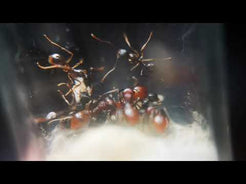 Tennessee Winnow Ant (Aphaenogaster tennessensis) | Ants for Sale ...